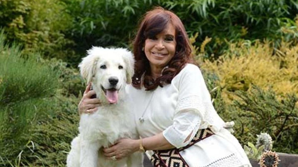 De Los Caniches De Perón A Los Mastines De Milei Los Perros Que