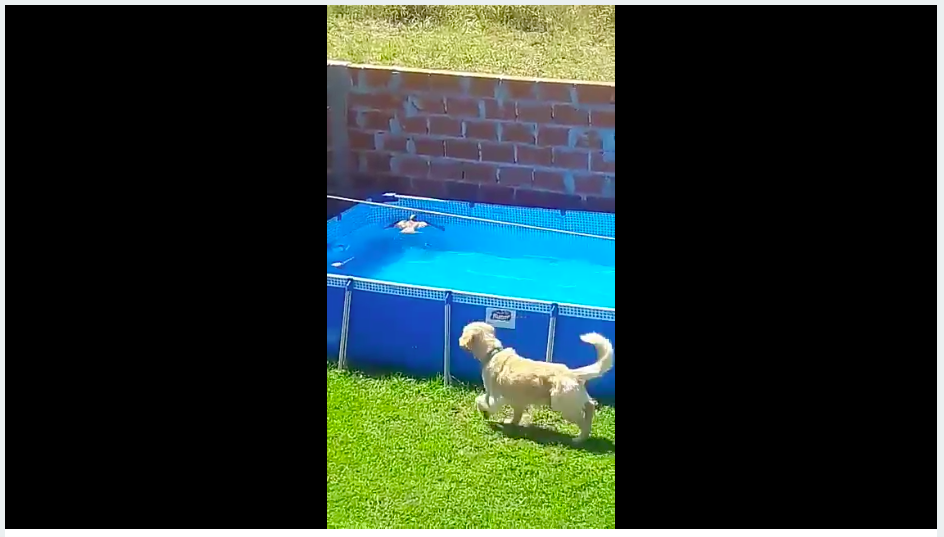 “Yago”, el perro rescatista de Balcarce que se volvió viral