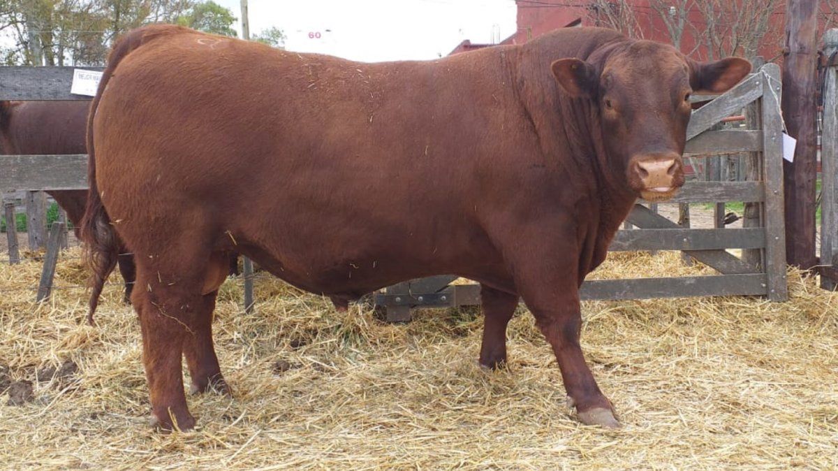 Un toro Angus Puro Controlado fue vendido en casi 600 mil pesos