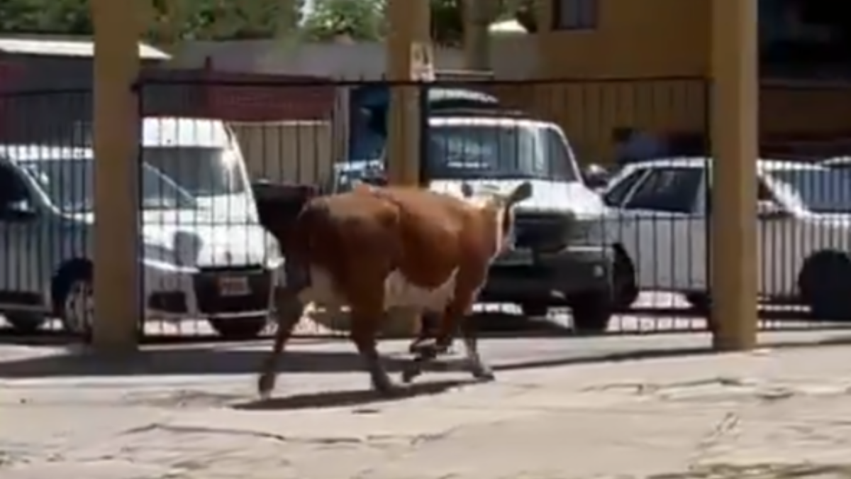 Insólito video: una vaca se fugó del matadero y la atraparon paseando ...