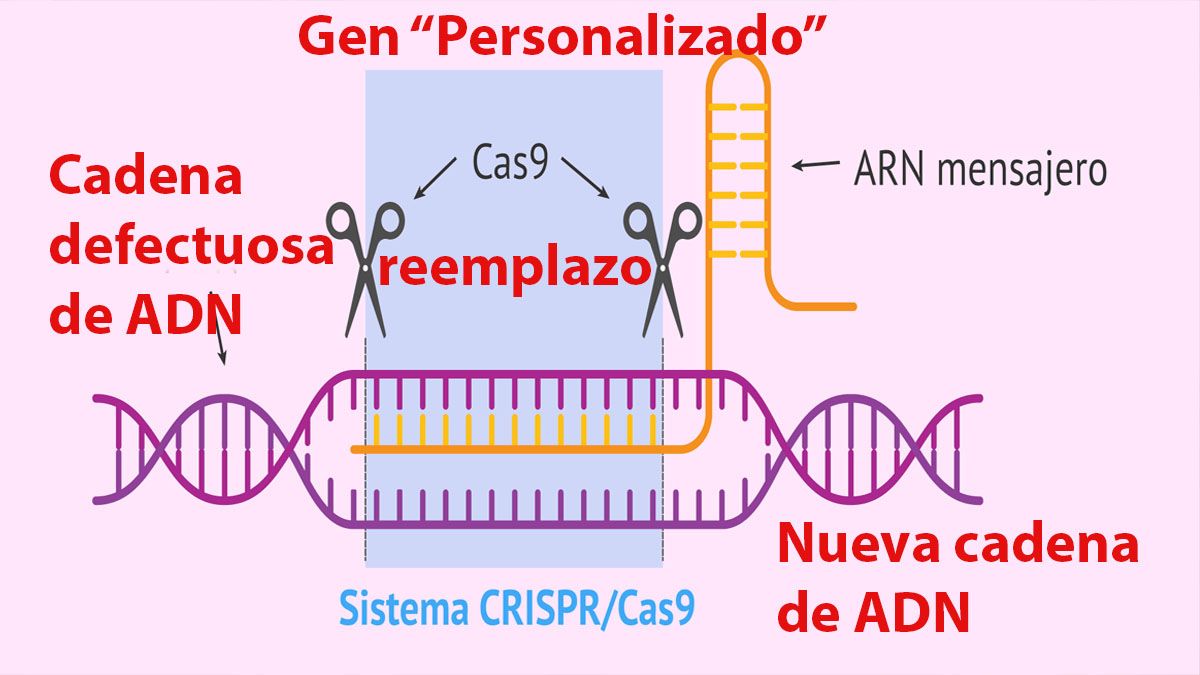 Revolución en el mundo científico: qué es el gen personalizado que le ...