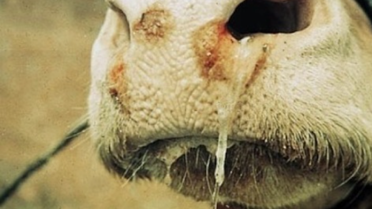 Misiones comenzó a vacunar contra la fiebre aftosa: ¿qué es esta ...