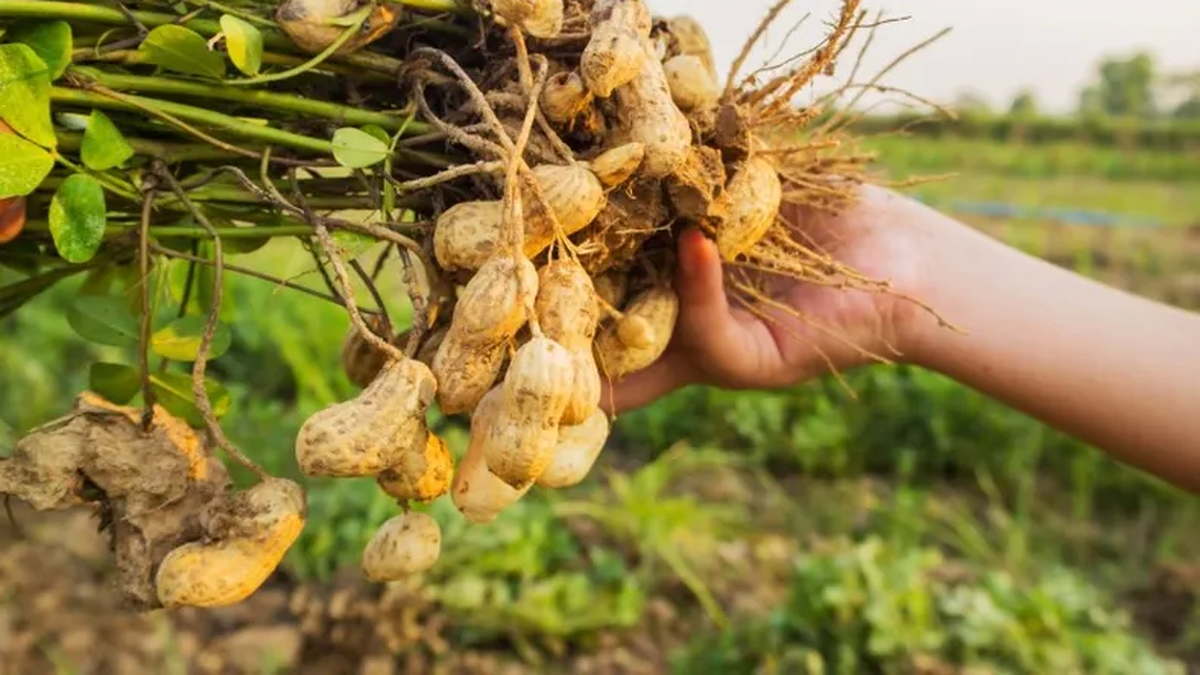 Solo una de diecinueve economías regionales mantiene su producción