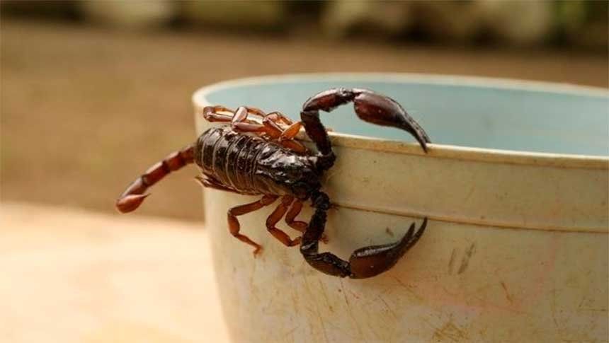 Tragedia: una bebe de un año murió tras ser picada por un alacrán