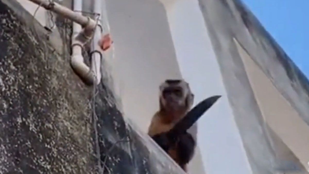 Chico, el mono capuchino que armado con una faca, causó temor en el ...