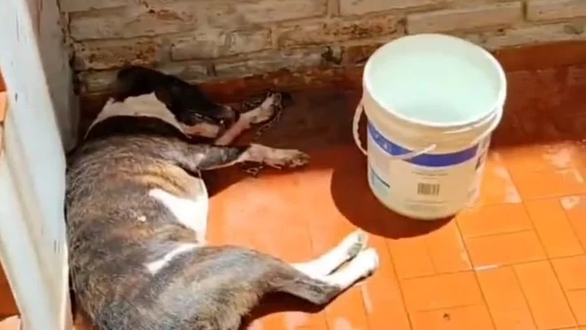 Dejaron atado un perro al sol y murió de sed