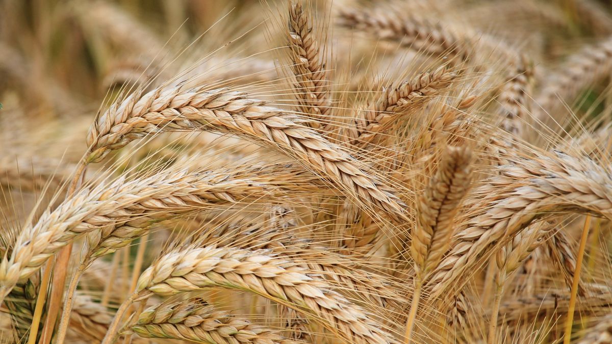 Llega A Todo Trigo, el clásico que da inicio a la campaña fina