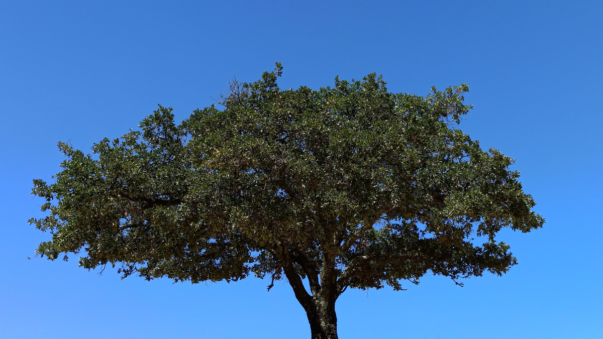 Por qué elegir al encino quiebra hacha
