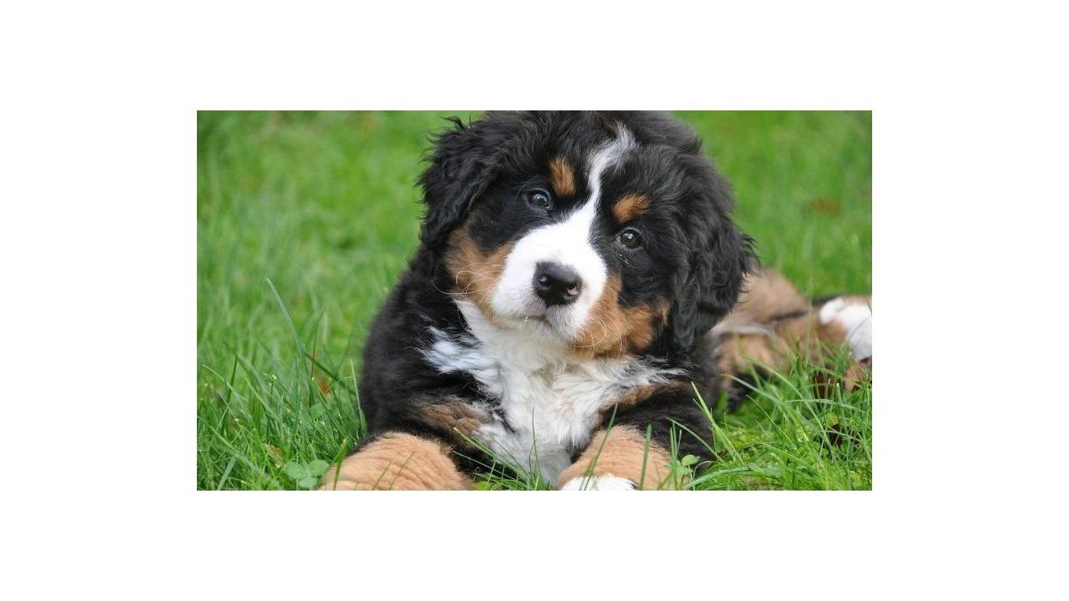 Todas las razas de perro. ¿Ya las conocías?