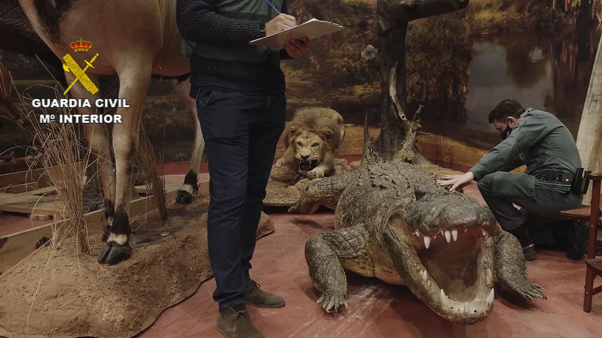 España: cómo es la impactante colección de animales embalsamados que ...