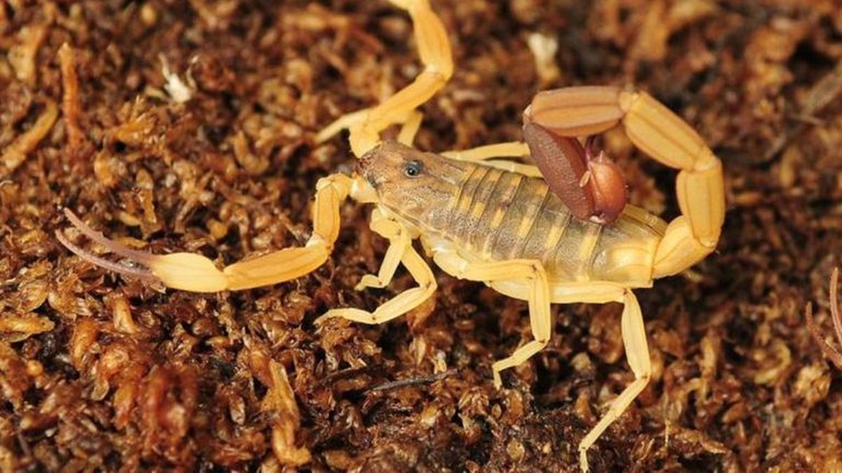 Corrientes: un nene de dos años murió por la picadura de un alacrán y ...