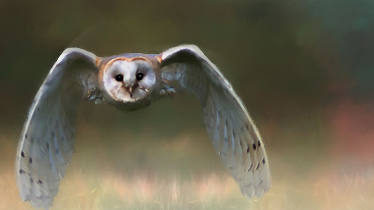 ¡A bailar! Se viralizó una lechuza que mueve su cabeza al ritmo de la ...