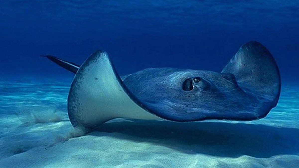 El llamativo caso de la mantarraya que quedó embarazada sin un ejemplar ...