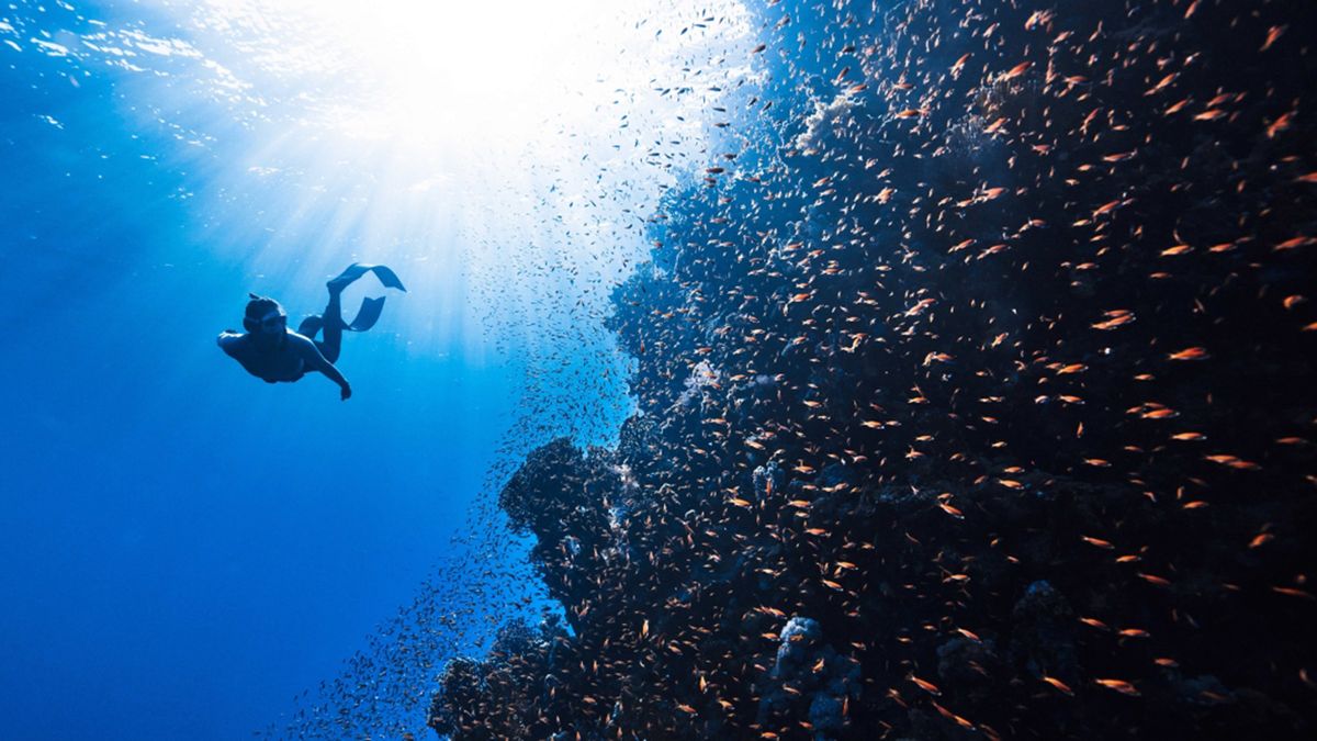 El IMPACTANTE descubrimiento oceánico de Chile que está cambiando el mundo