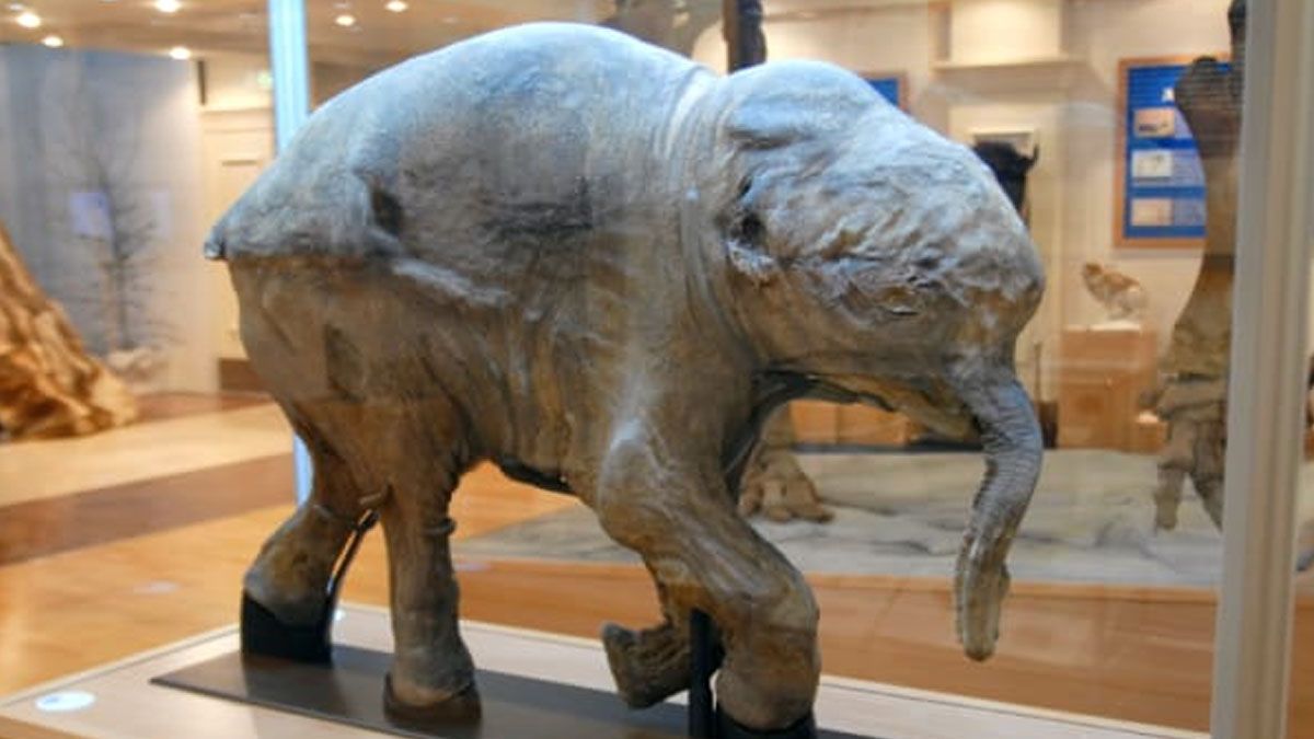 El sorprendente hallazgo científico que data de 50.000 años de antigüedad