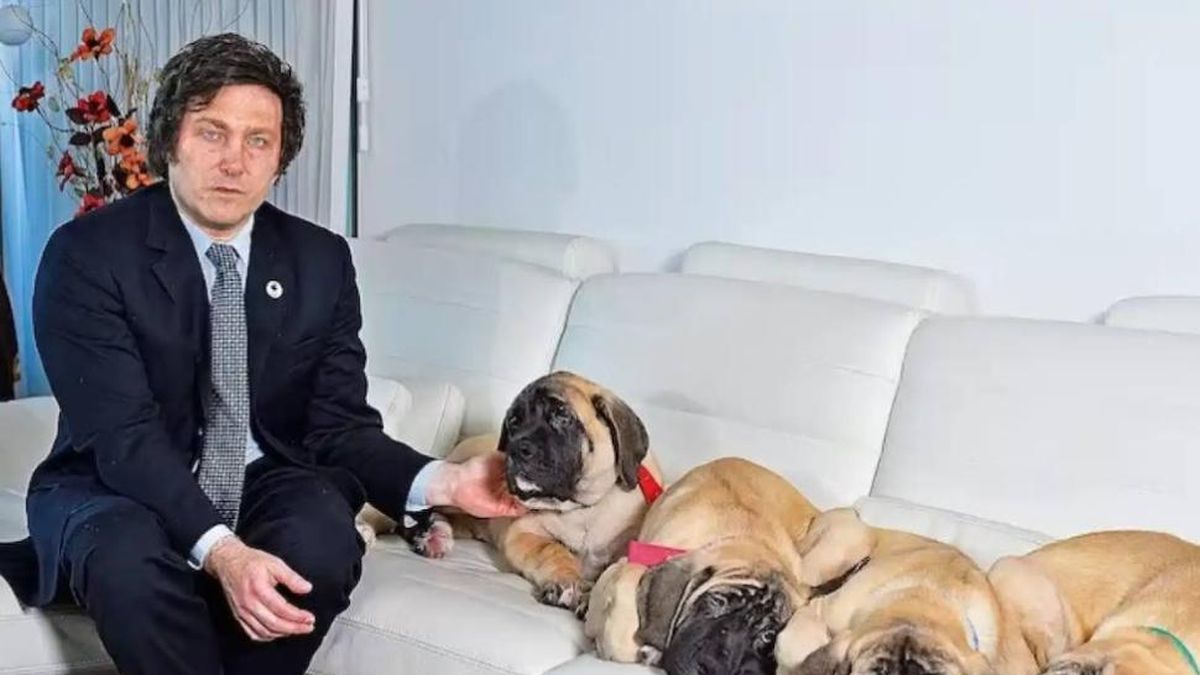 De Los Caniches De Perón A Los Mastines De Milei Los Perros Que