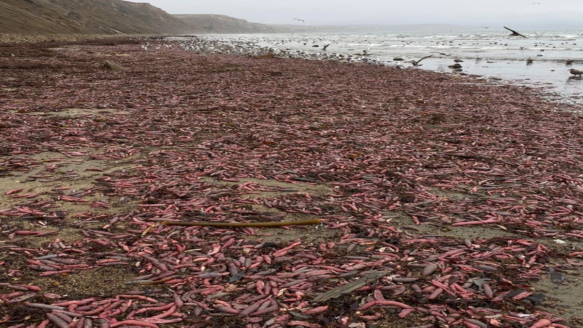 Impresionante: las criaturas que viven bajo el mar y se aparecieron los ...